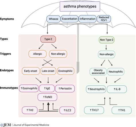 Asthma Endotypes And Phenotypes The Schematic Shows The Broad