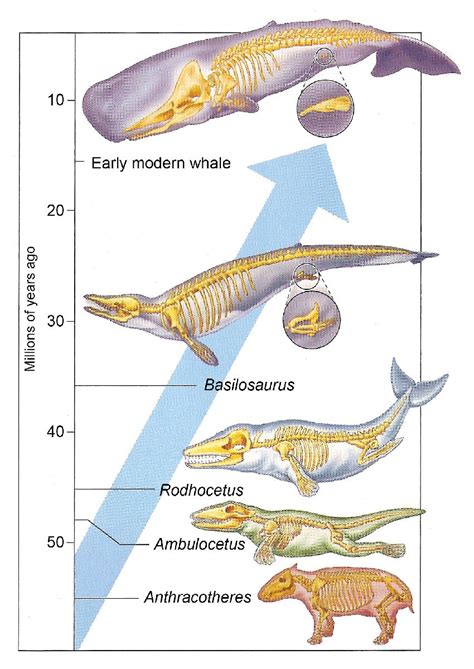 Transitional Fossils Whales