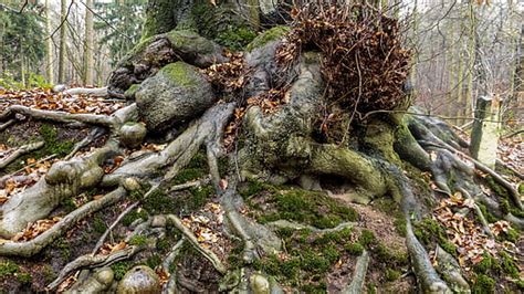 Royalty Free Photo Gay Tree Trunk PickPik