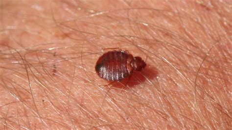 Bed Bugs University Of Maryland Extension