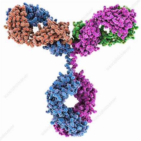 Immunoglobulin G Antibody Molecule Stock Image C0139597 Science