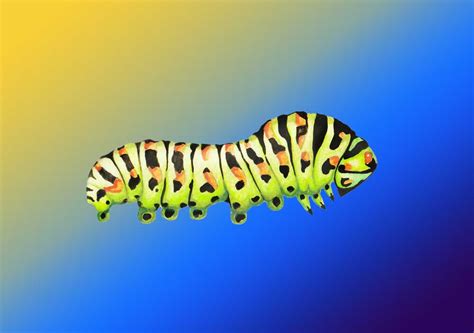 How To Pleasure A Soft Dick Oschool