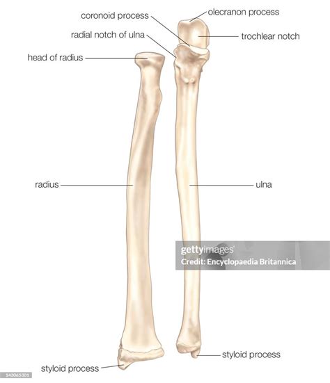 Radius And Ulna The Radius And Ulna Shown In Supination News Photo