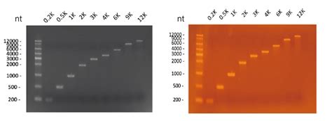 High Range Rna Ladder High Range Rna Ladder