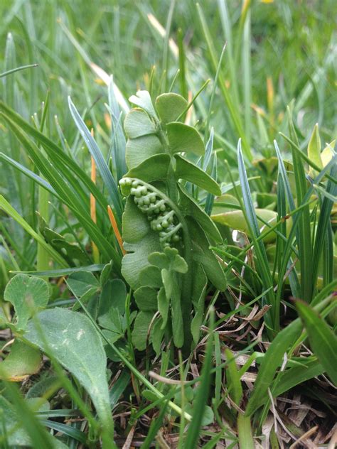 Botrychium lunaria | Ferns and Lycophytes of the World