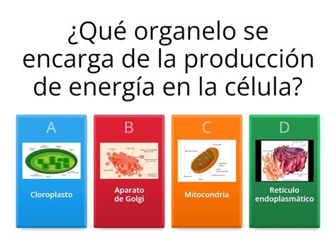 Cuestionario De La CÉlula Test