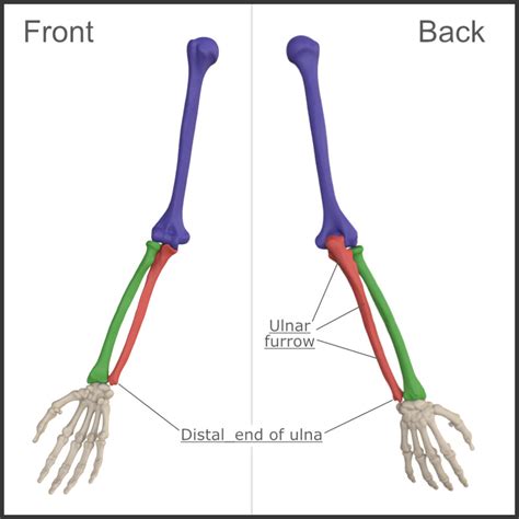 Arm Bones Arm Movements A Guide For Artists Pearse Toomey
