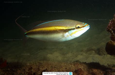 Pentapodus Paradiseus Scheinschnapper