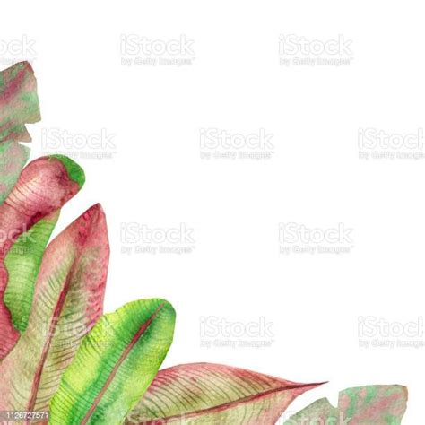 다 색된 바나나 잎 흰색 배경에 고립의 수채화 배너 바나나의 성분 손으로 그린 아름 다운 디자인 초대장 인사말 카드 포스터에 대