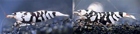 The Definitive Guide To Sexing Caridina Dwarf Shrimp Rare Shrimp