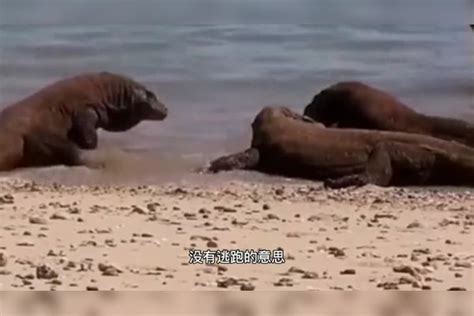 野鹿正在海中泡澡，科莫多巨蜥偷看人家泡澡还想吃人家的肉科莫多人家