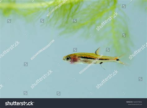 Boraras Urophthalmoides