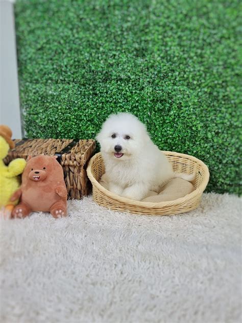 Bichon Frise Singapore Adorable And Loving Puppies