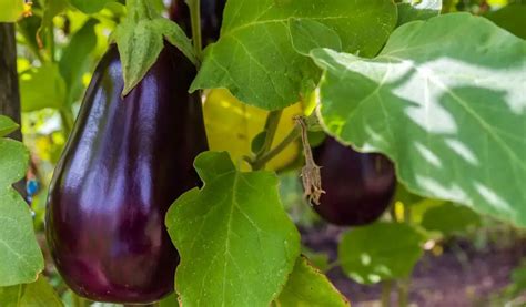 How Do You Grow Eggplant For Beginners Tips And Tricks Garden Super
