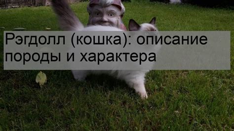 Рэгдолл кошка описание породы и характера Youtube