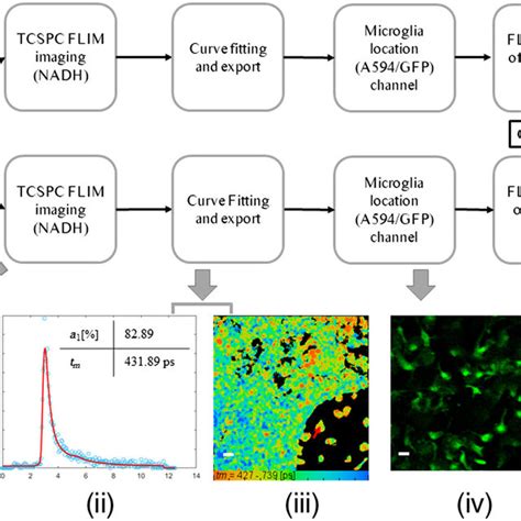 Nadh Lifetime Can Be Used To Distinguish Microglia From Nonmicroglia