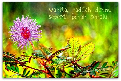 Thousandmillionsmile Kisah Si Pohon Semalu