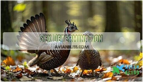 Ruffed Grouse Complete Guide To Id Behavior Habitat And Life Cycle