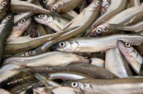 Старик и море. Дикая рыба из России
