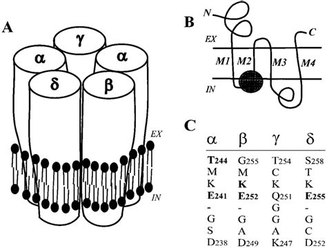 Schematic Representation Of The Muscle Type Ach Receptor A The