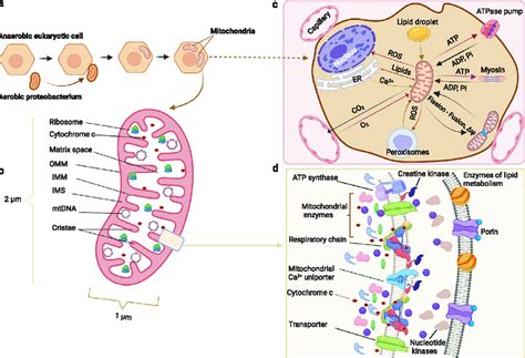 Mitochondrial Structure Function And Communication With Other
