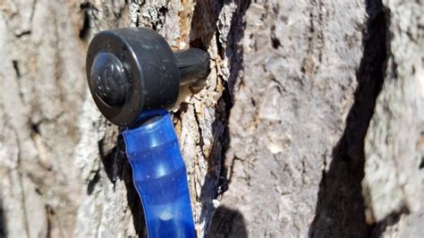 how to tap maple trees and make maple syrup the easy way practical