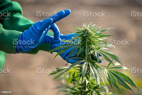 마리화나 의료 식물 농장 잎 잡 초 캐나다에서 대마초 농장 Thc에 대한 스톡 사진 및 기타 이미지 Thc 건강관리와 의술 꽃 식물 Istock