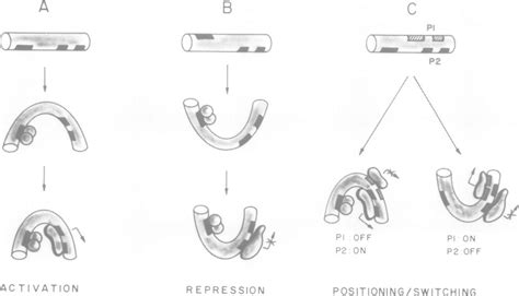 Model For Promoter Recognition By Rna Polymerase Leading To Activation