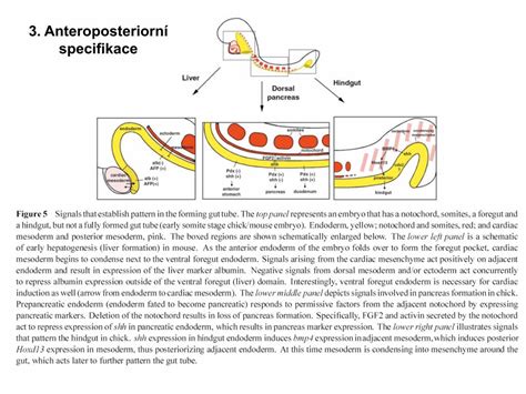 Ppt Development Of Endodermal Organs Powerpoint Presentation Free
