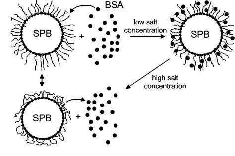 Figure 1 From Spherical Polyelectrolyte Brushes As Carrier Particles For Proteins An