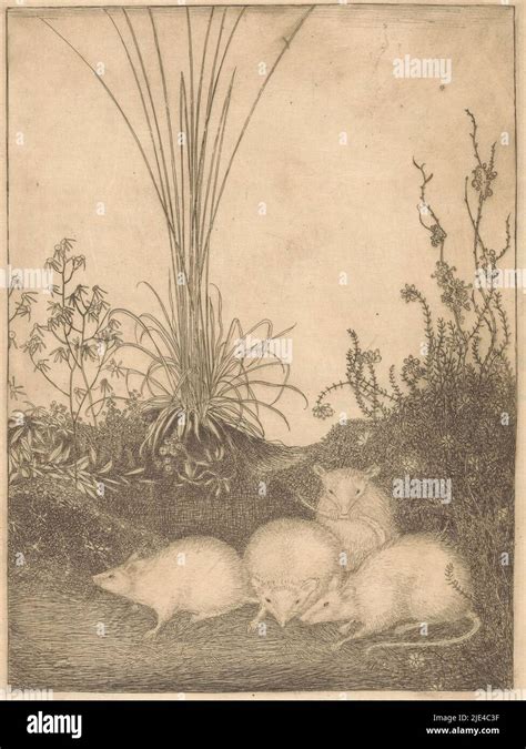 Four Mice Jan Mankes 1916 Four Mice Sitting Among Plants Print