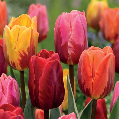 Tasc Flower Bulbs Tulip Triumph Princess Assorted 20 Bulbs The Home