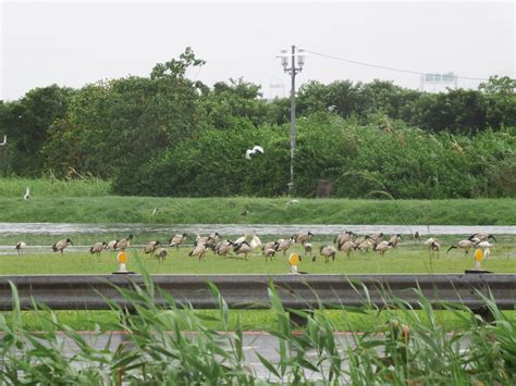 五股溼地生態園區