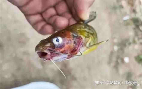 高温警报！黄颡鱼链球菌、方块烂身病高发，单日死鱼上千条如何挽救？ 知乎