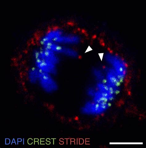 Stride Featured In Frontiers