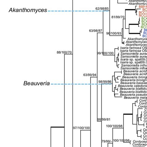 Phylogenetic Tree Based On Combined Dataset Of Lsu Tef Rpb1 And Rpb2 Download Scientific