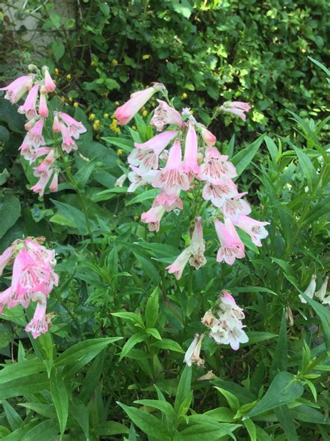 Penstemon Picturethis