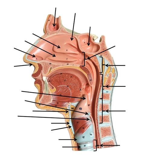 Respiratory Upper Tract Diagram Quizlet