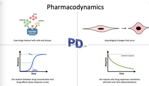 Module 2 Pharmacodynamics Flashcards Quizlet
