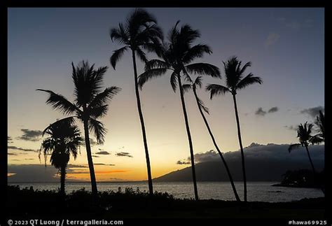 Picturephoto Palm Trees At Sunset Kihei Maui Hawaii Usa
