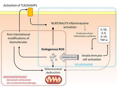 Ijms Free Full Text The Contribution Of Oxidative Stress And