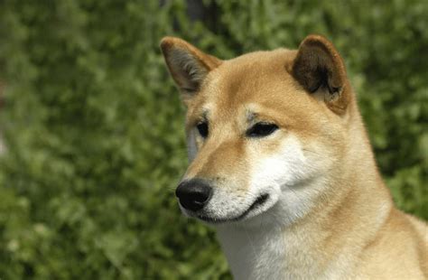 Canaan Dog