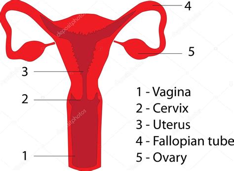 The Main Components Of The Female Reproductive System Poster — Stock Vector © Maryna Melnyk
