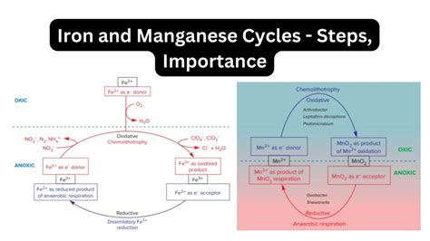 Iron And Manganese Cycles Steps Importance Biology Notes Online