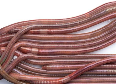 Premium Photo Earthworms Close Up On A White Background For Farmers