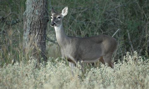 How Much Meat From A Deer Can You Get Hunter Experts