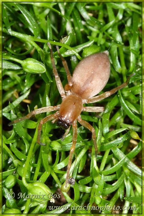 Clubiona Terrestris ArachnoPhoto Spiders Of Europe