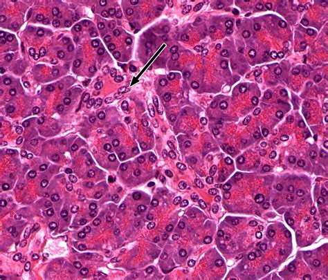 Pancreas Histology
