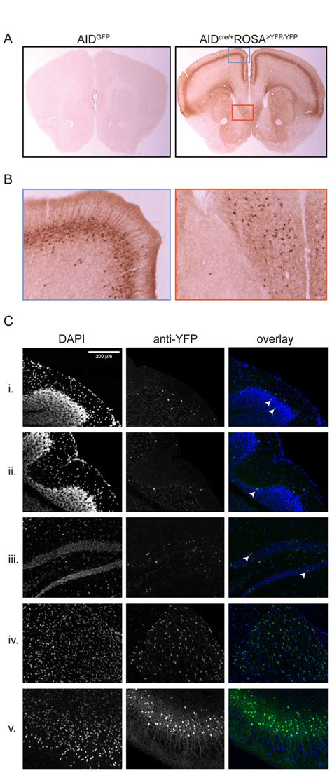 Aid In The Adult Mouse Brain A Immuno Histochemical Detection Of Download Scientific Diagram