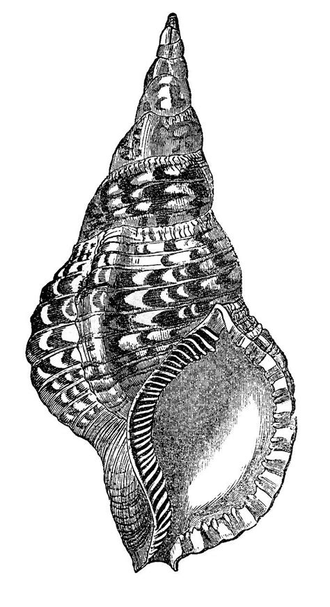 Here We Have A Couple Of Very Nice Seashell Engravings From An Early